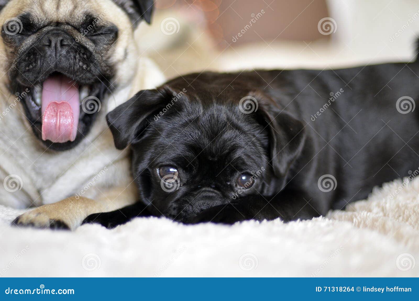 Black pug and fawn pug stock photo. Image of noodle, black - 71318264