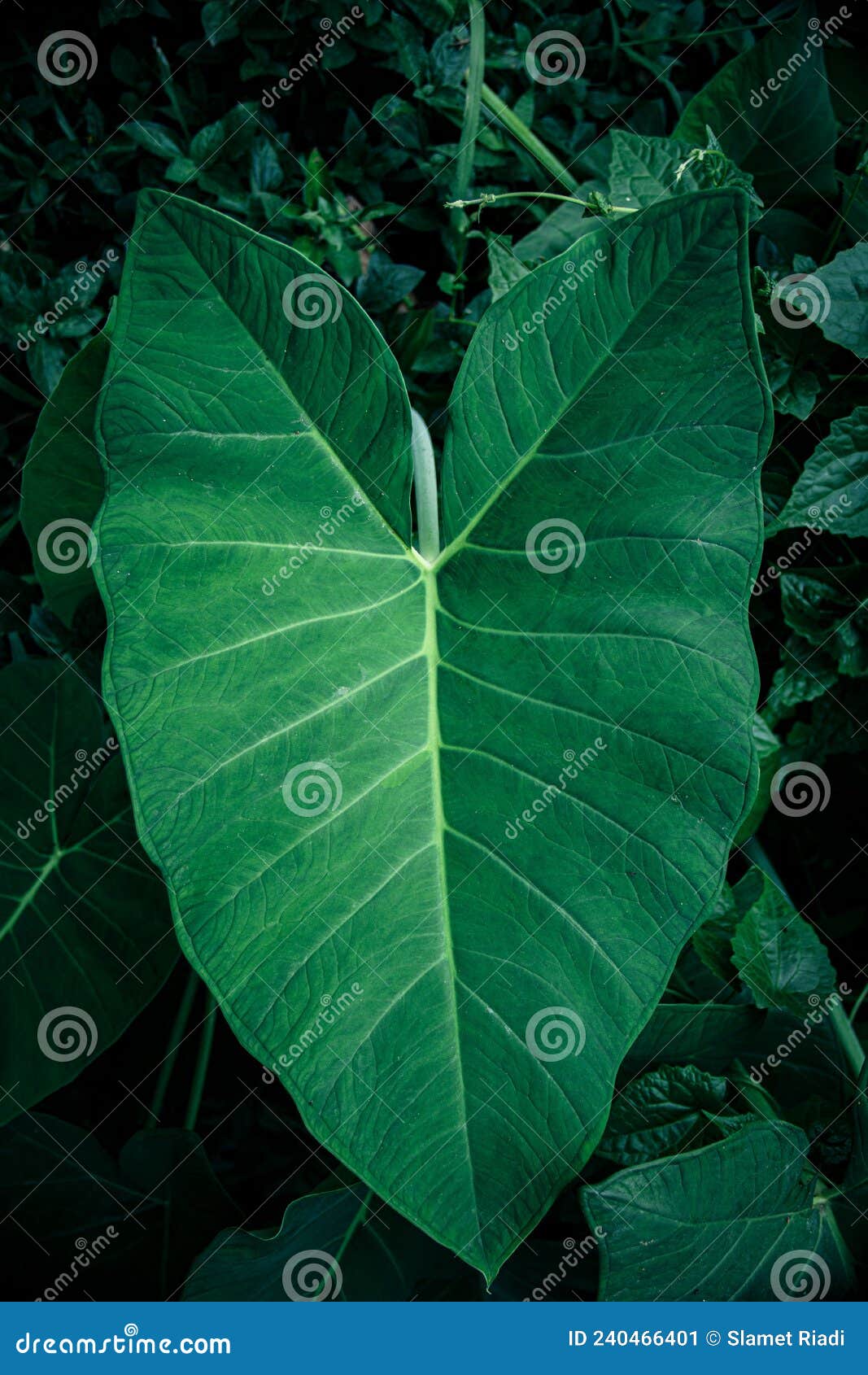 Short Banana Tree With Fruit Royalty-Free Stock Photography ...