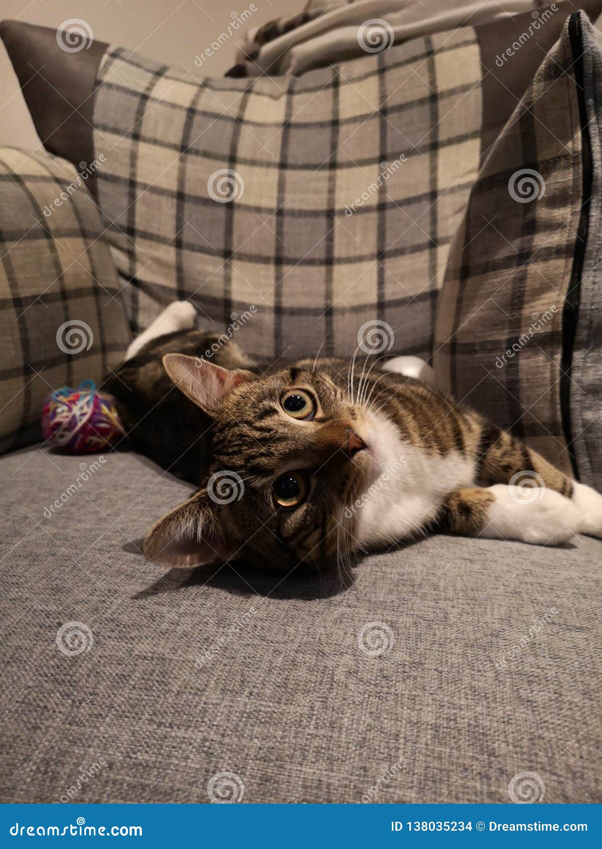 Chilled kitty stock photo. Image of snooze, tabby, lovely - 138035234