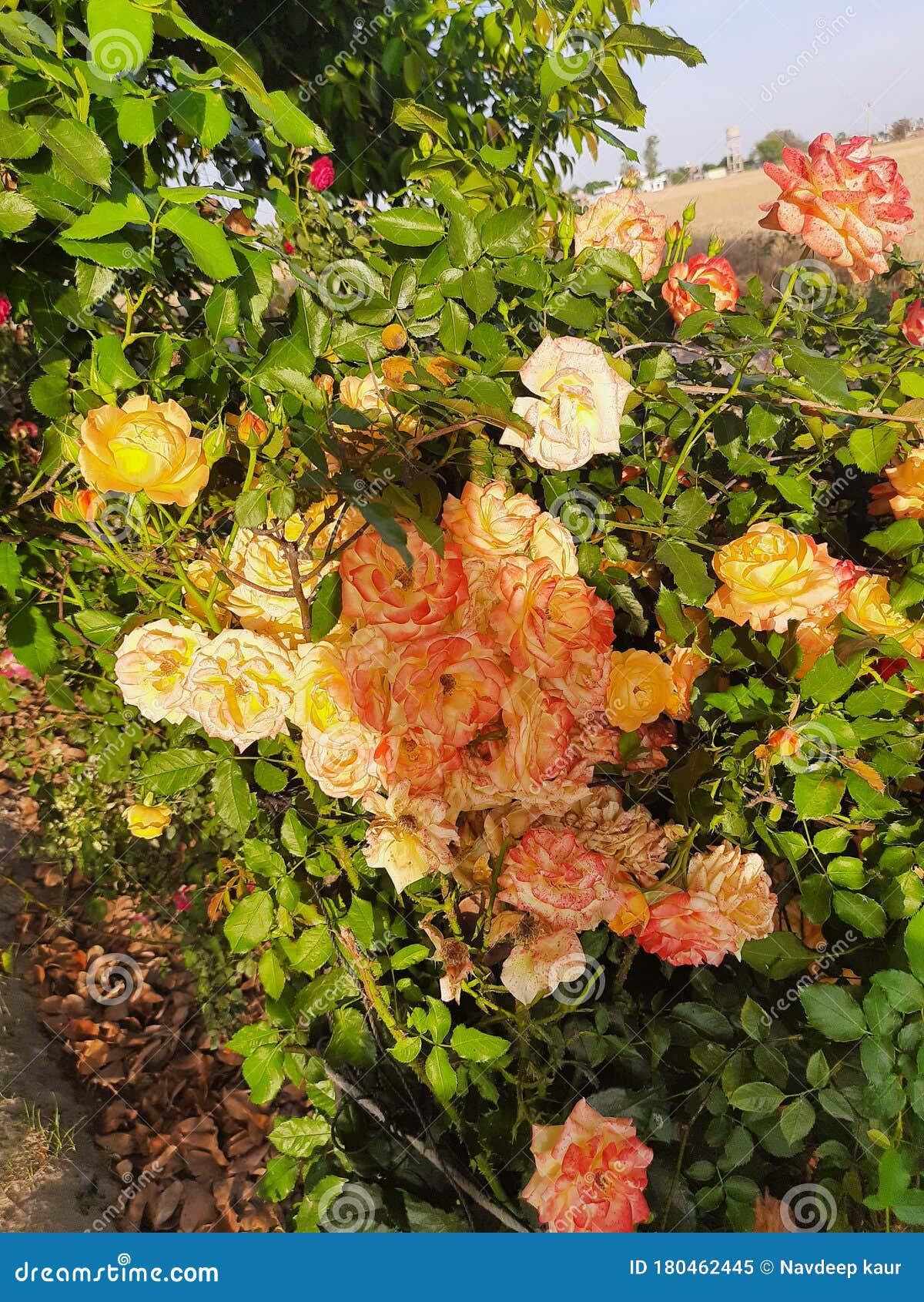 Beautiful Rose Combinations Stock Photos - Free & Royalty-Free Stock ...