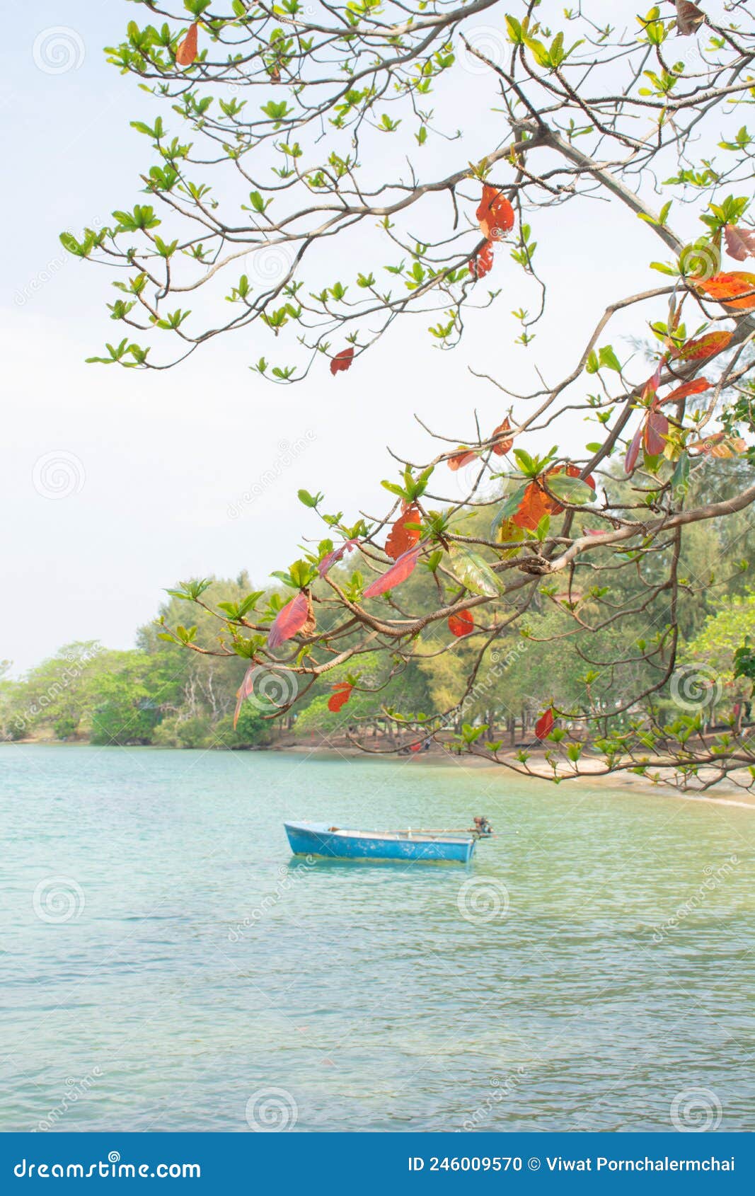 Noon Beach Covered with Forest Stock Photo - Image of travel, sand ...