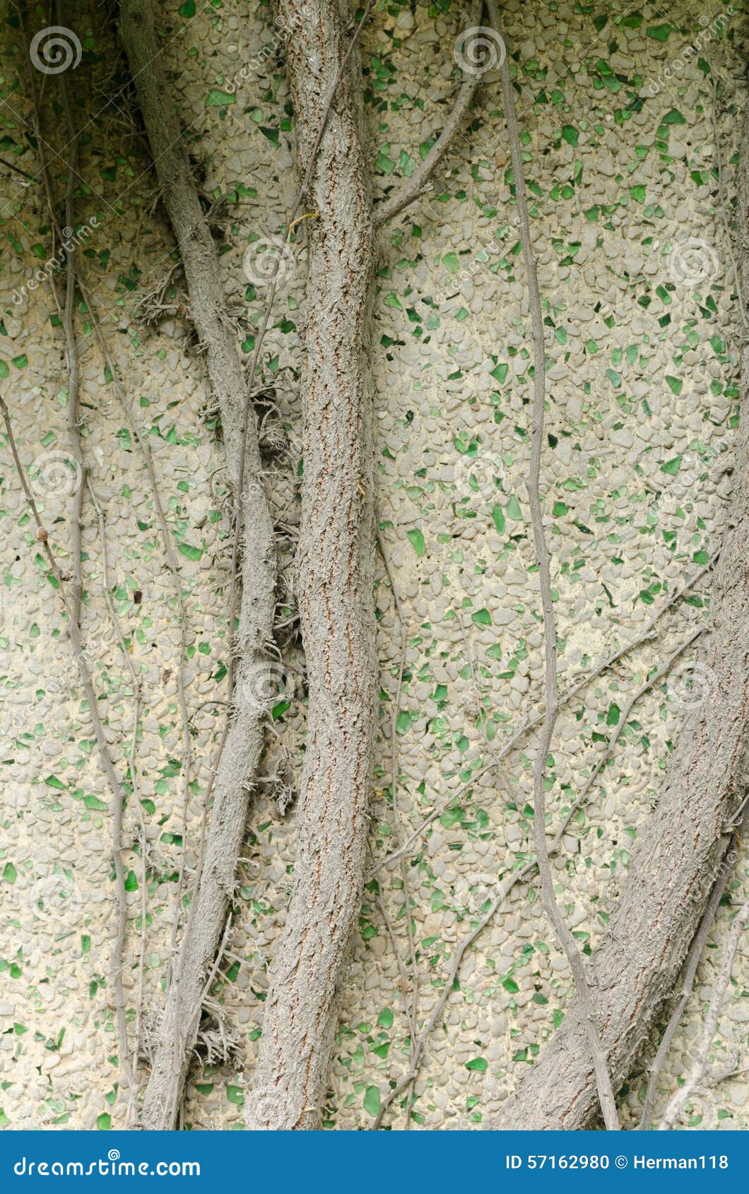 At Noon Cloudy, Climb on the Wall Vine Root Stock Photo - Image of gray ...