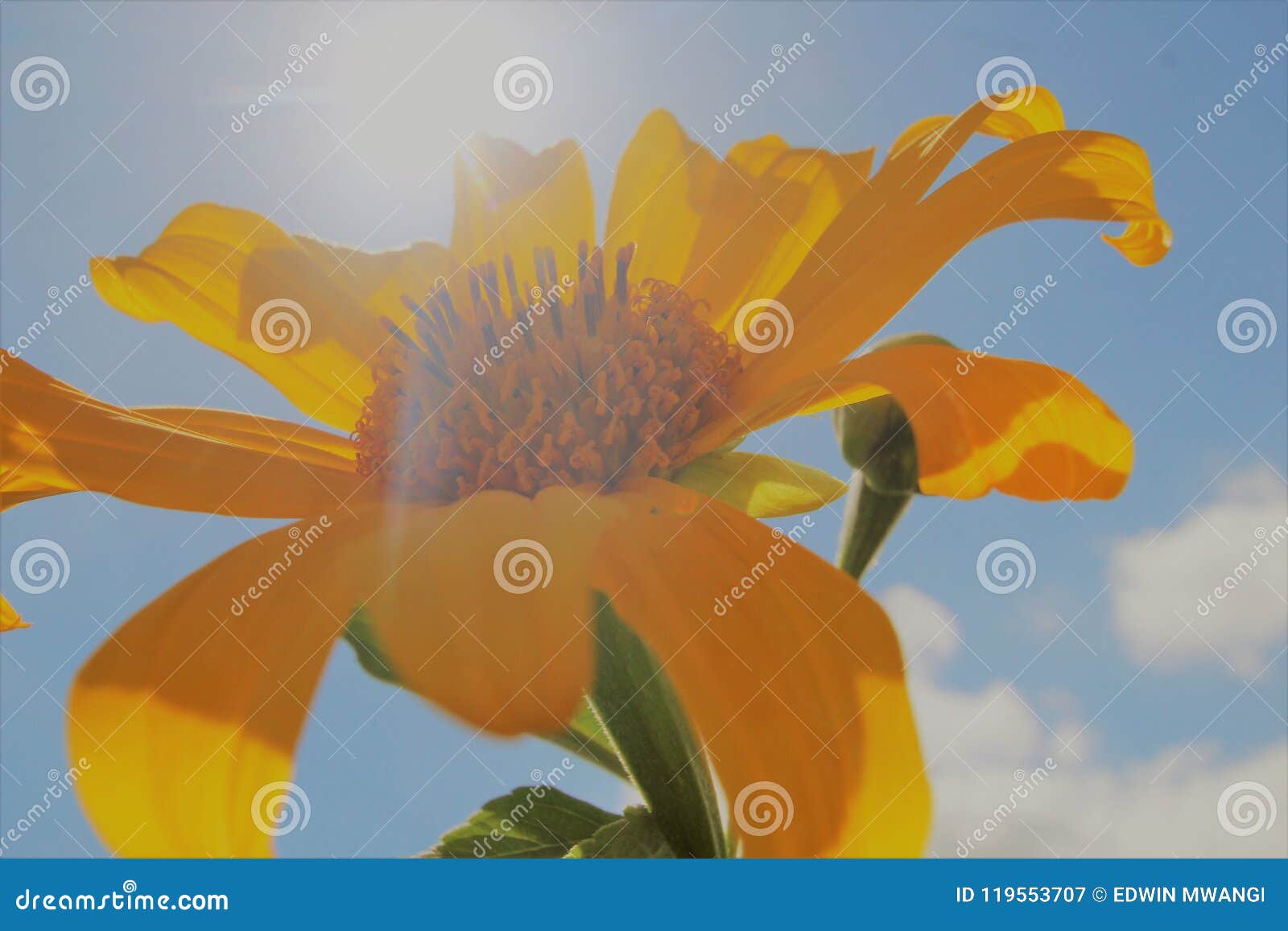 Noon stock image. Image of sunlight, flower, noon, noontime - 119553707