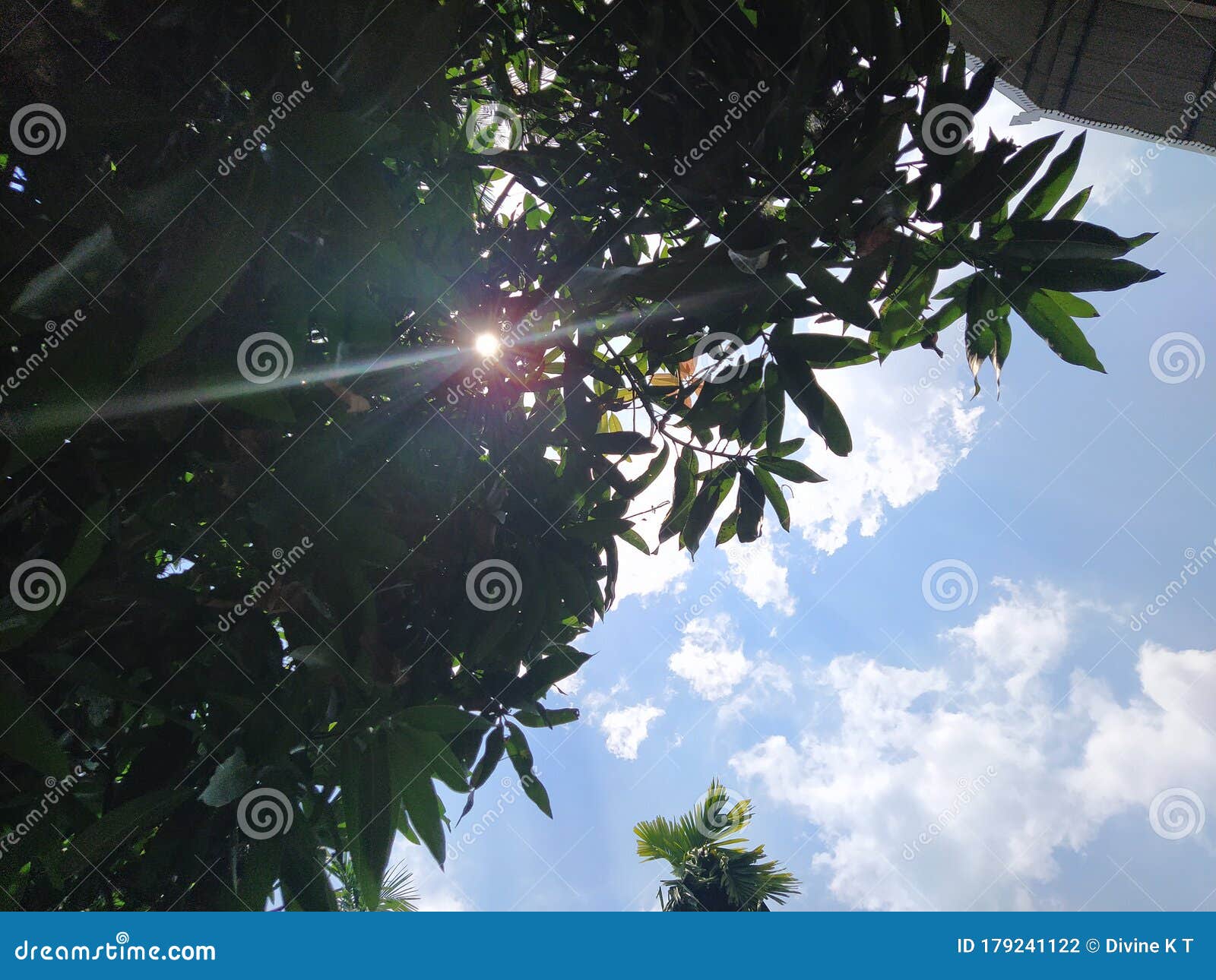 After noon sun light stock photo. Image of leaf, branch - 179241122