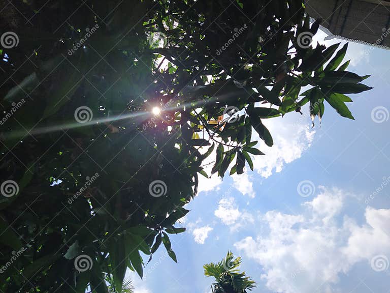 After noon sun light stock photo. Image of leaf, branch - 179241122