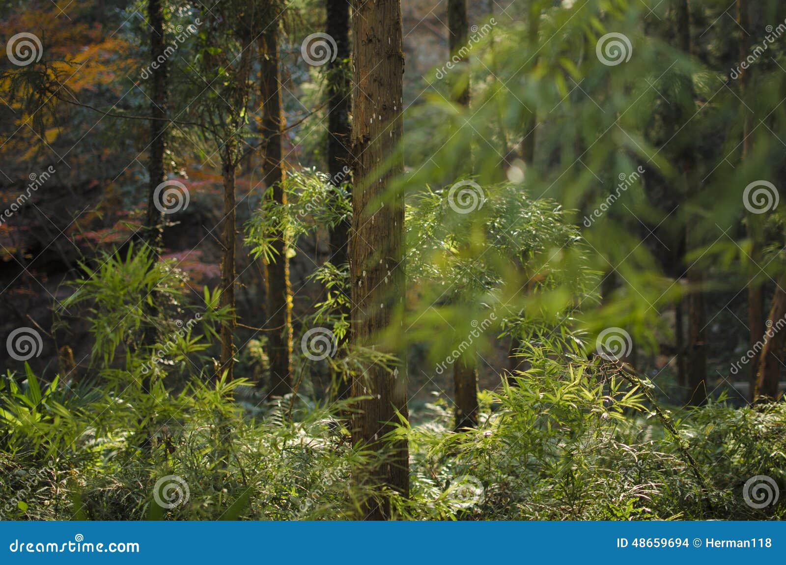 At noon, the woods stock photo. Image of maple, backlit - 48659694