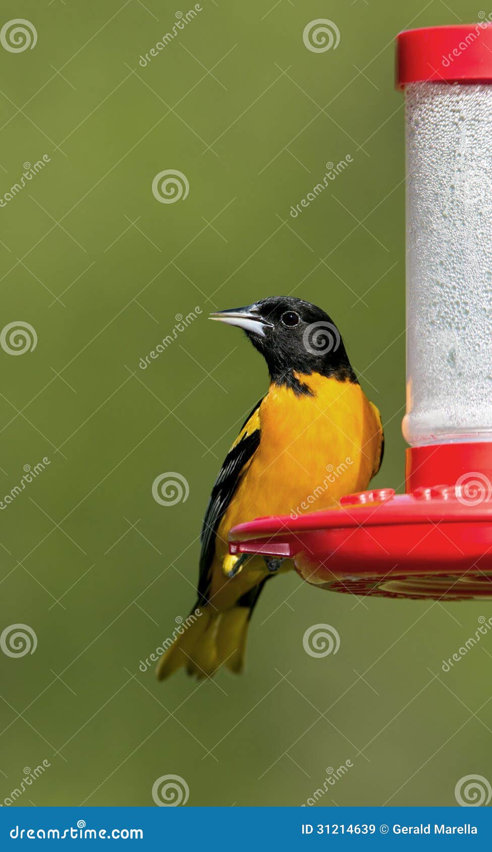 Noordelijk Baltimore Oriole (Icterus-galbula) Stock Afbeelding - Image ...