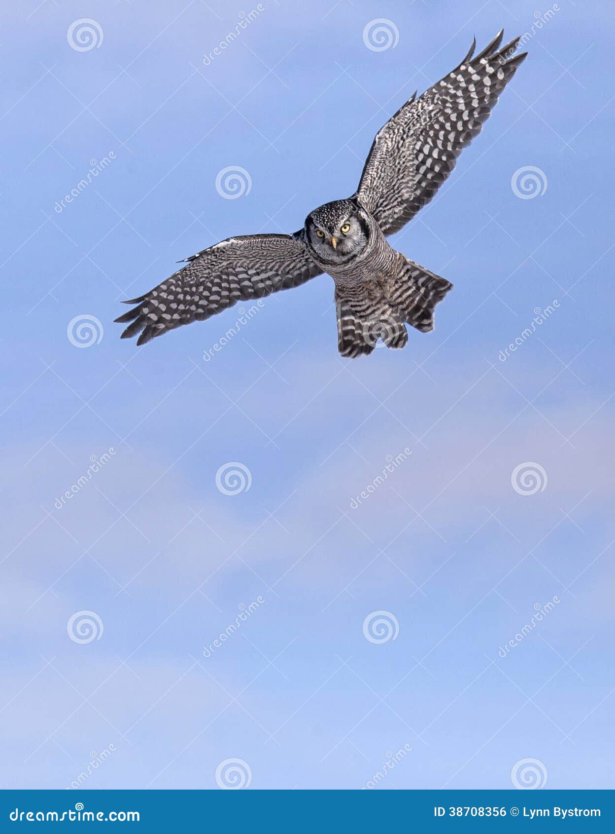 Noordelijk Hawk Owl stock foto. Image of bruin, fauna - 38708356