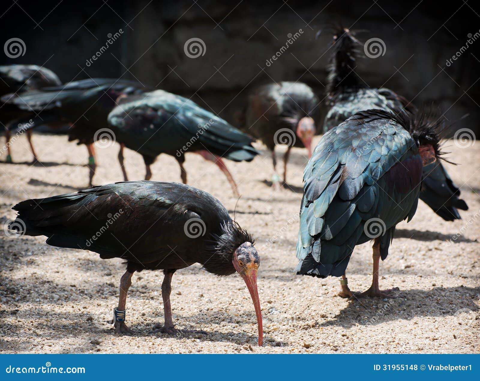 Noordelijke Kale Ibis (Geronticus-eremita) Stock Foto - Image of groep ...