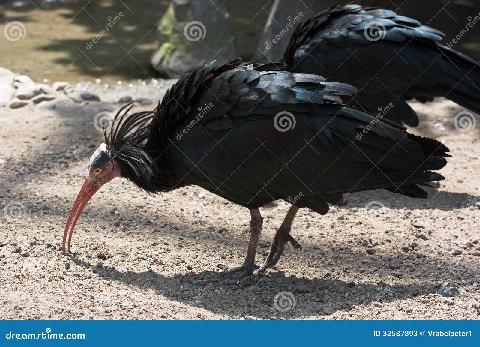 Noordelijke Kale Ibis of Kluizenaaribis (Geronticus-eremita) Stock ...