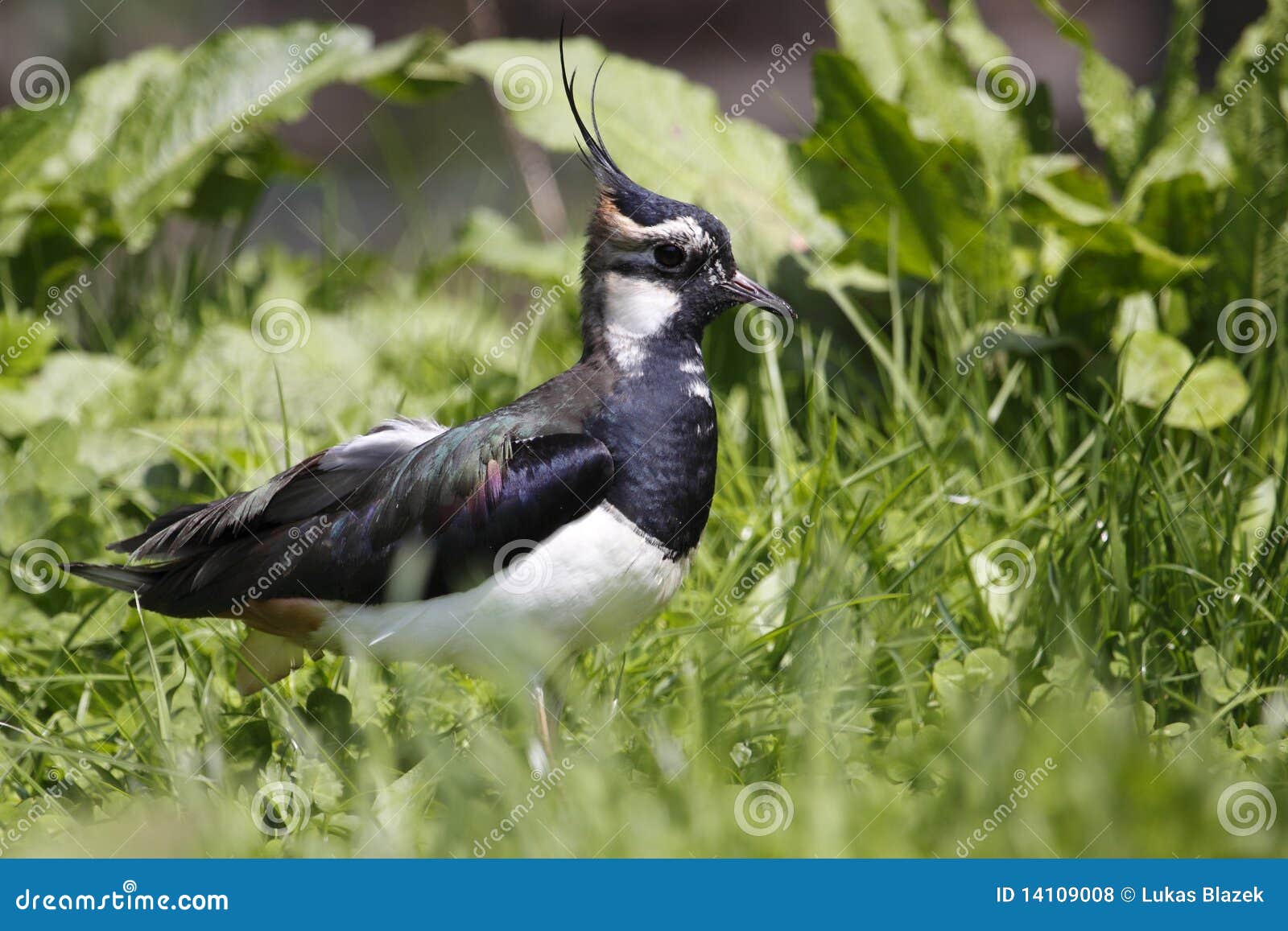 Noordelijke kievit stock foto. Image of vogel, dier, kievit - 14109008