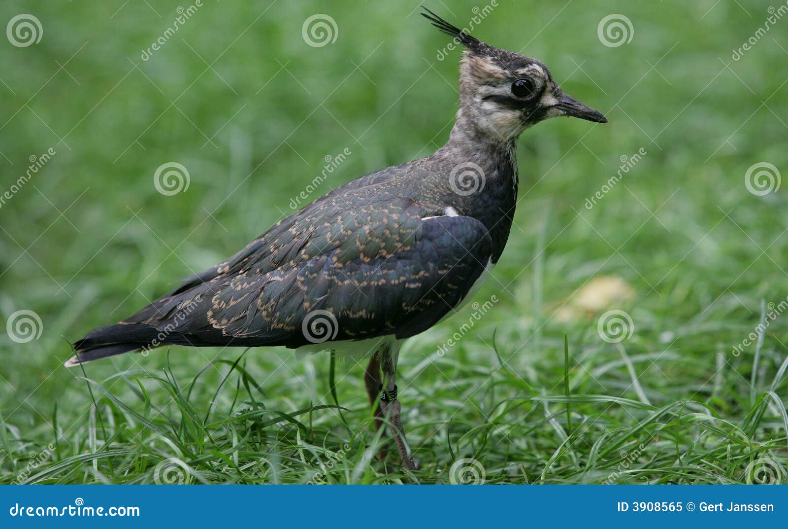 Noordelijke kievit stock afbeelding. Image of wending - 3908565