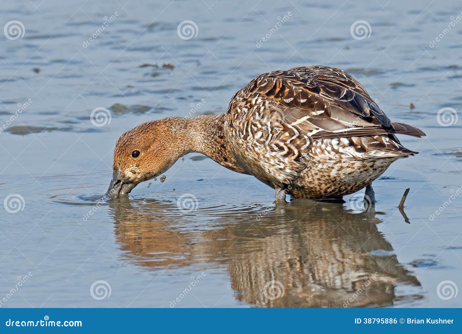 Noordelijke Pijlstaart stock foto. Image of water, nave - 38795886