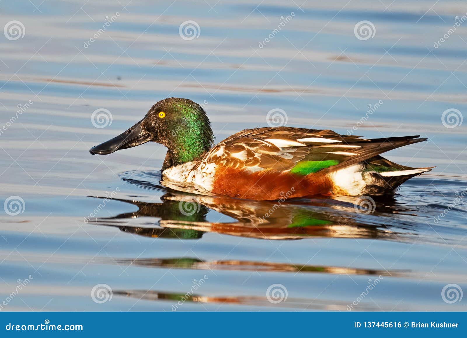 Noordelijke slobeend stock foto. Image of vogel, vliegen - 137445616