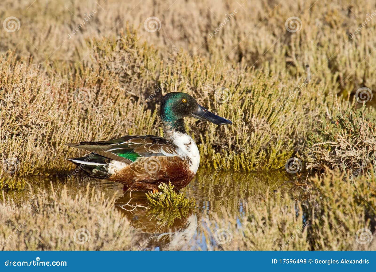 Noordelijke Slobeend stock foto. Image of waadvogel, vogels - 17596498