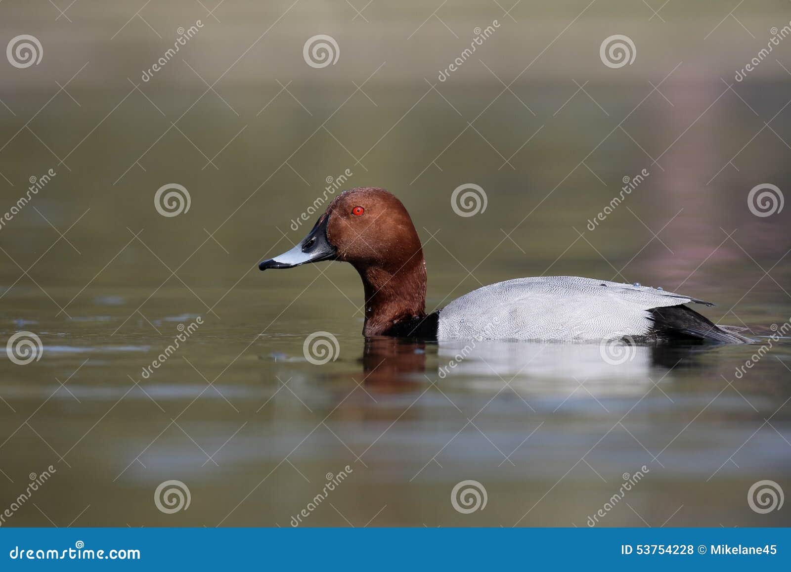 Noordelijke Tafeleend, Aythya-ferina Stock Foto - Image of watervogels ...
