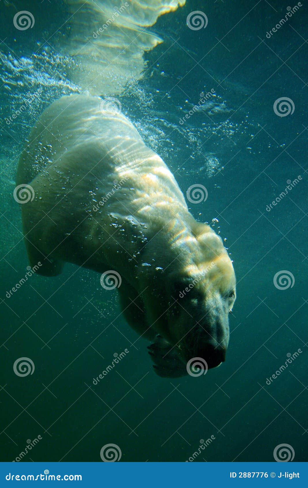 Noordpool duiker stock foto. Image of bellen, dier, vrijheid - 2887776
