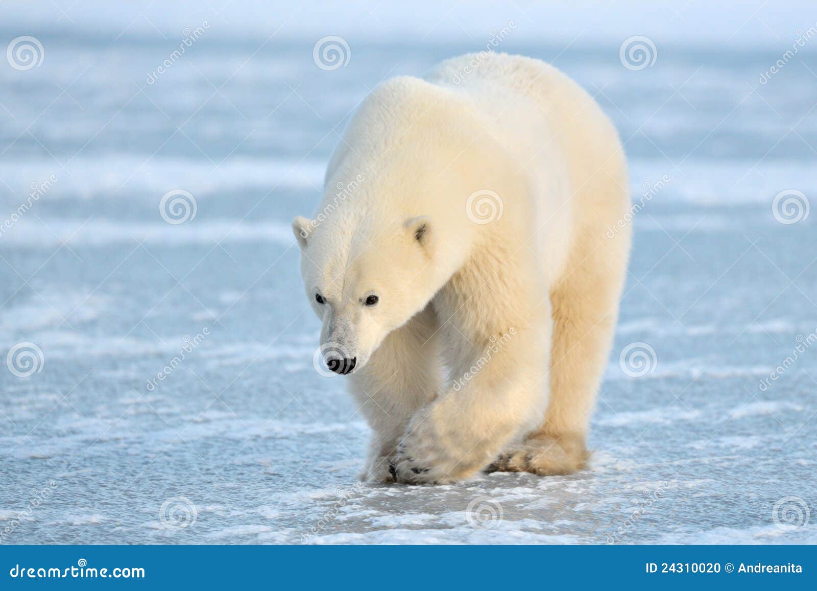 Noordpool, Ijsbeer stock foto. Image of carnivoor, onderwijs - 24310020