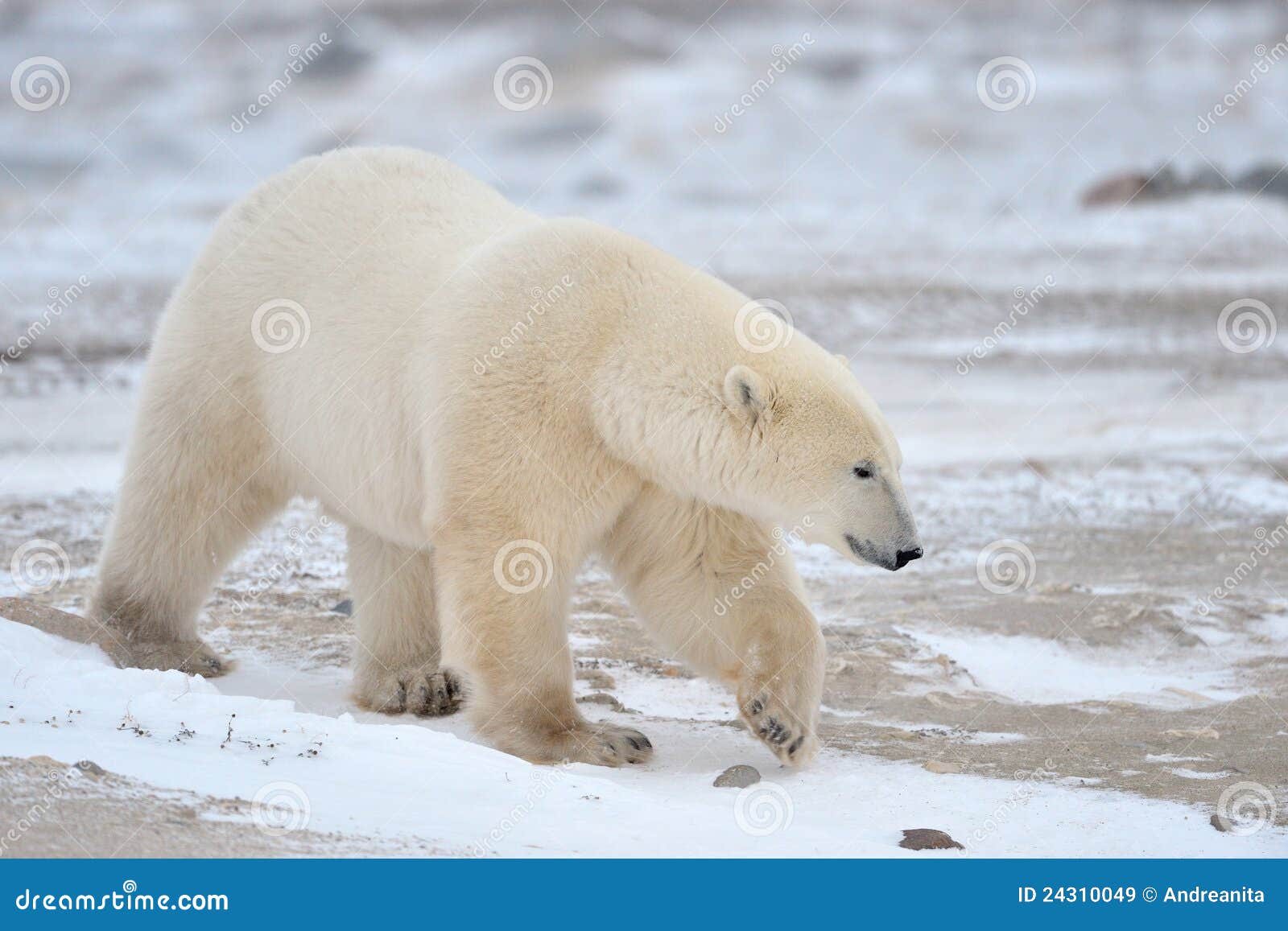 Noordpool, Ijsbeer stock afbeelding. Image of hudson - 24310049