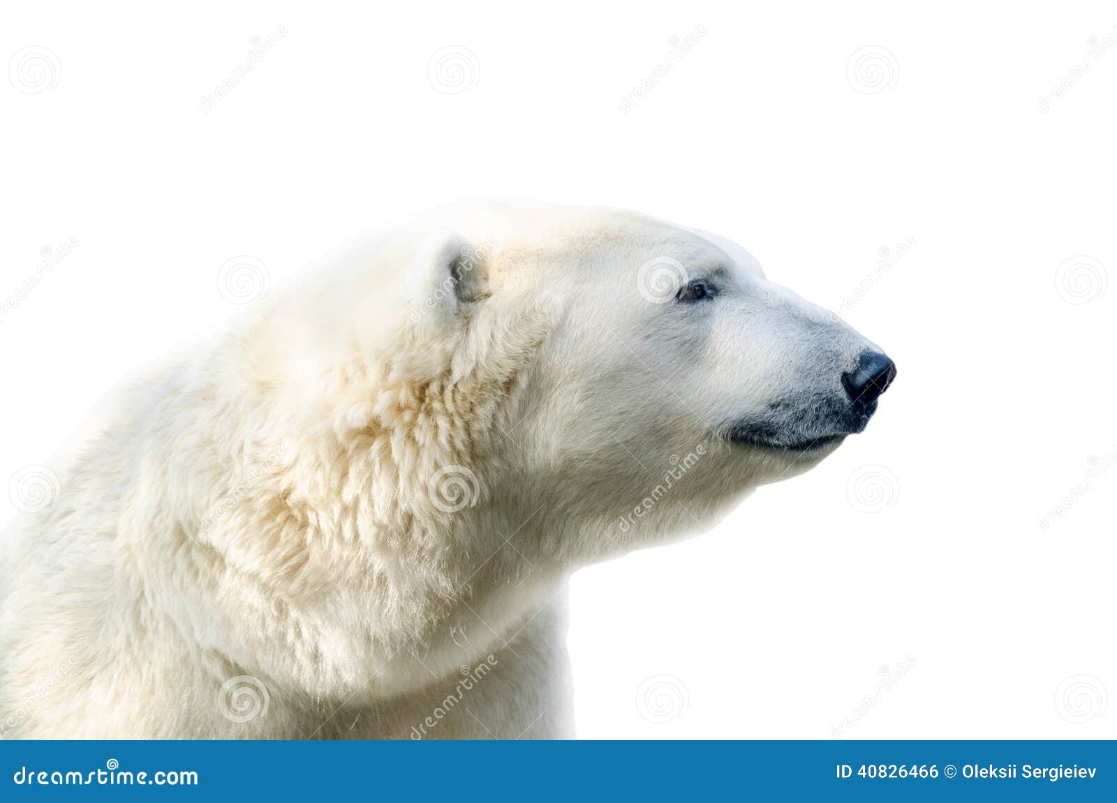 Noordpool Ijsbeer, Ursus-maritimus Stock Foto - Image of ...