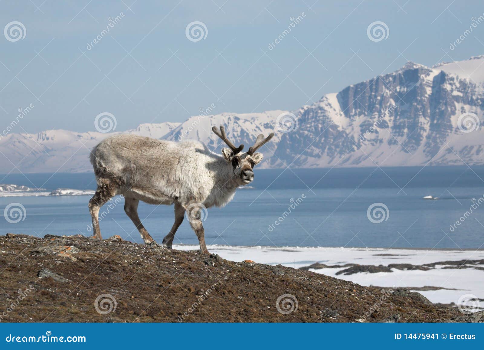 Noordpool rendier stock afbeelding. Image of spuwen, polair - 14475941