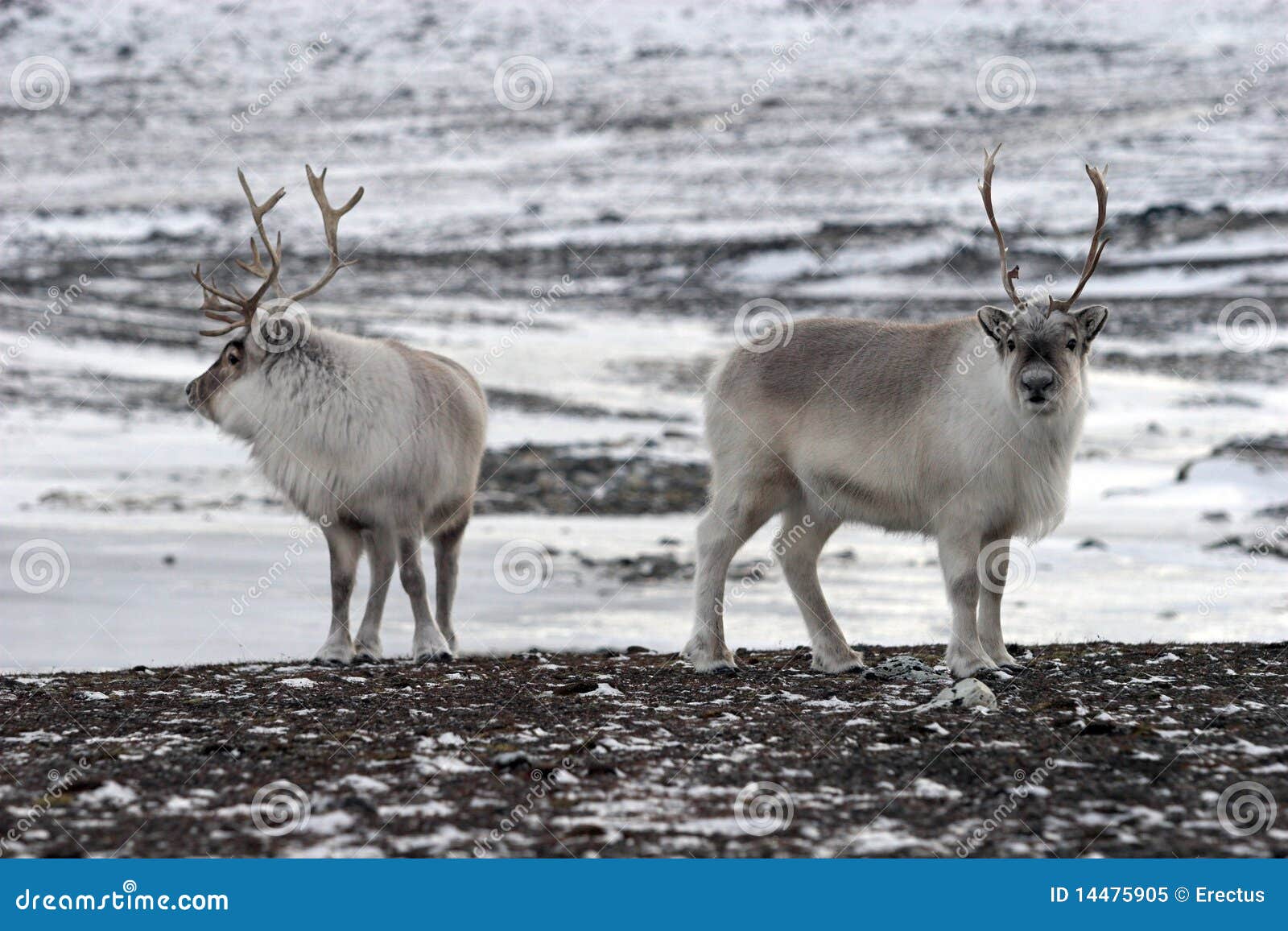 Noordpool rendieren stock afbeelding. Image of wild, polair - 14475905