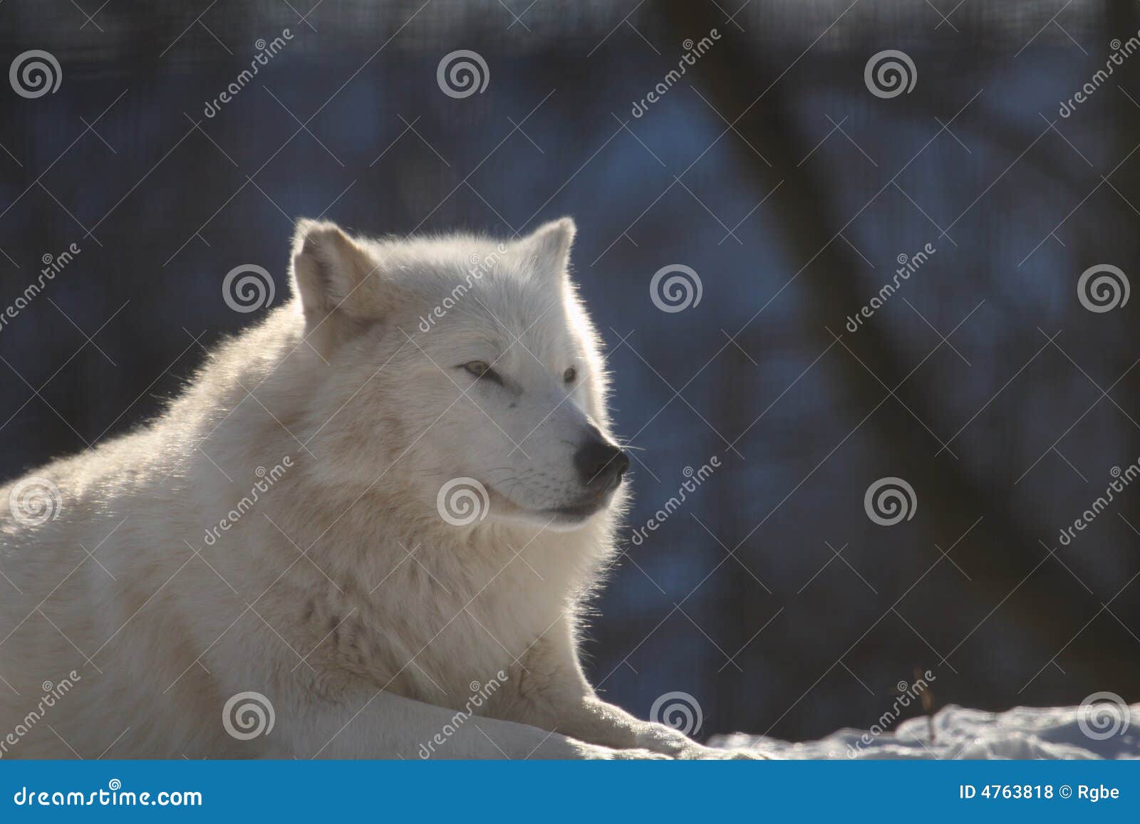 Noordpool wolf stock foto. Image of canada, wild, nave - 4763818