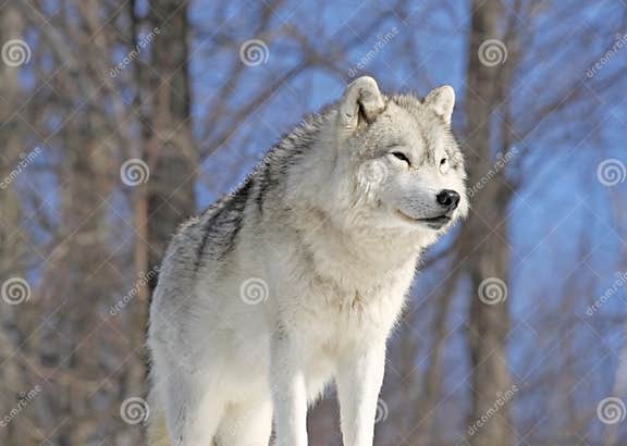 Noordpool wolf op rots stock foto. Image of zoogdier - 23806268