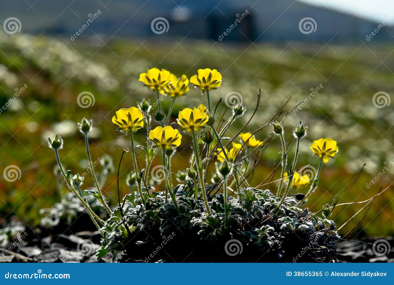 Noordpoolchukotka. Bloemen in De Toendra. Stock Afbeelding - Image of ...