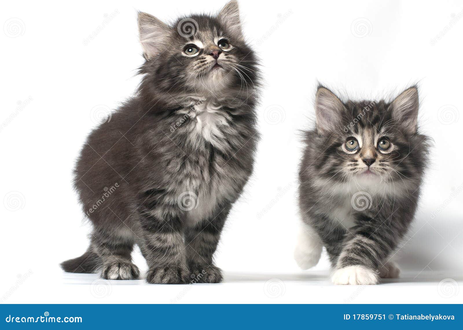 Noorse boskat stock afbeelding. Image of gewervelde, noors - 17859751