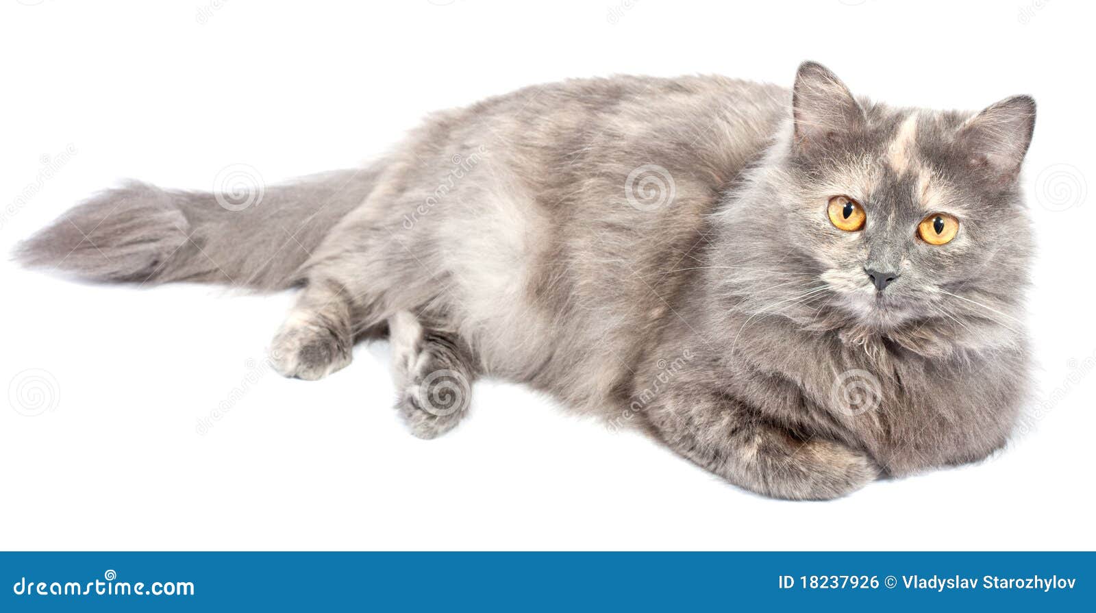 Noorse BosKat stock foto. Image of ruimte, bont, grijs - 18237926