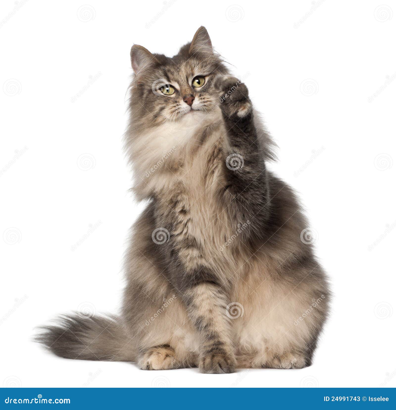 Noorse BosKat stock afbeelding. Image of alleen, binnenlands - 24991743