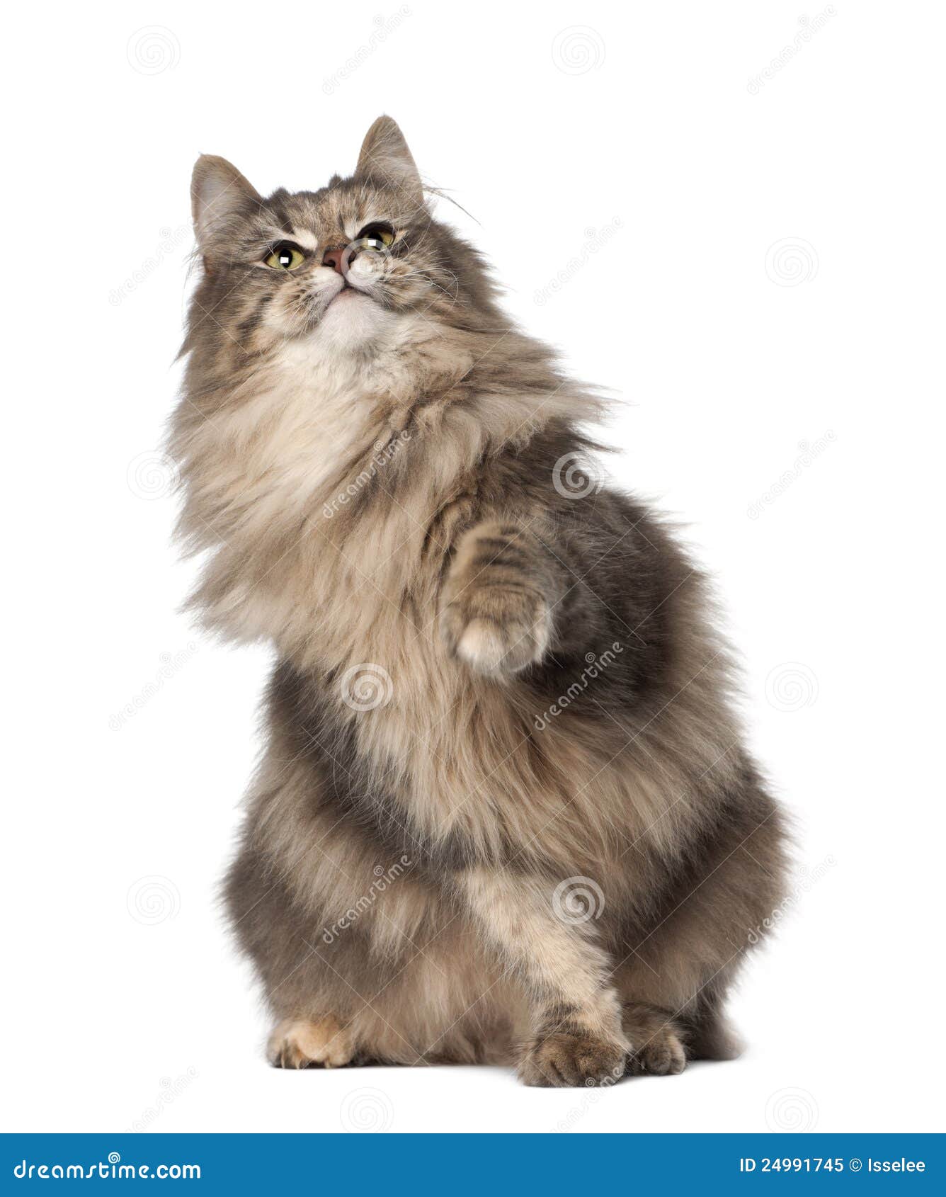 Noorse BosKat stock afbeelding. Image of één, thema, katachtig - 24991745