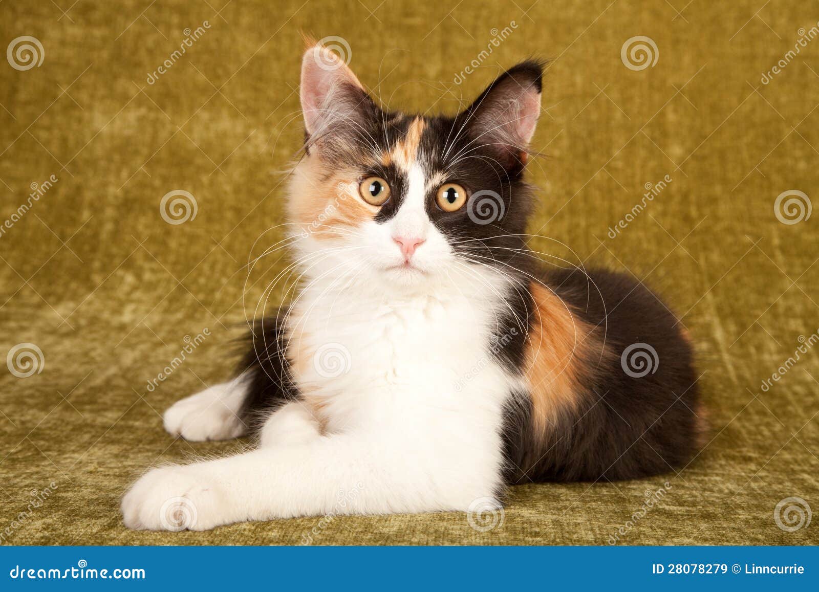 Noorse BosKat stock afbeelding. Image of kijkt, geacclimatiseerd - 28078279