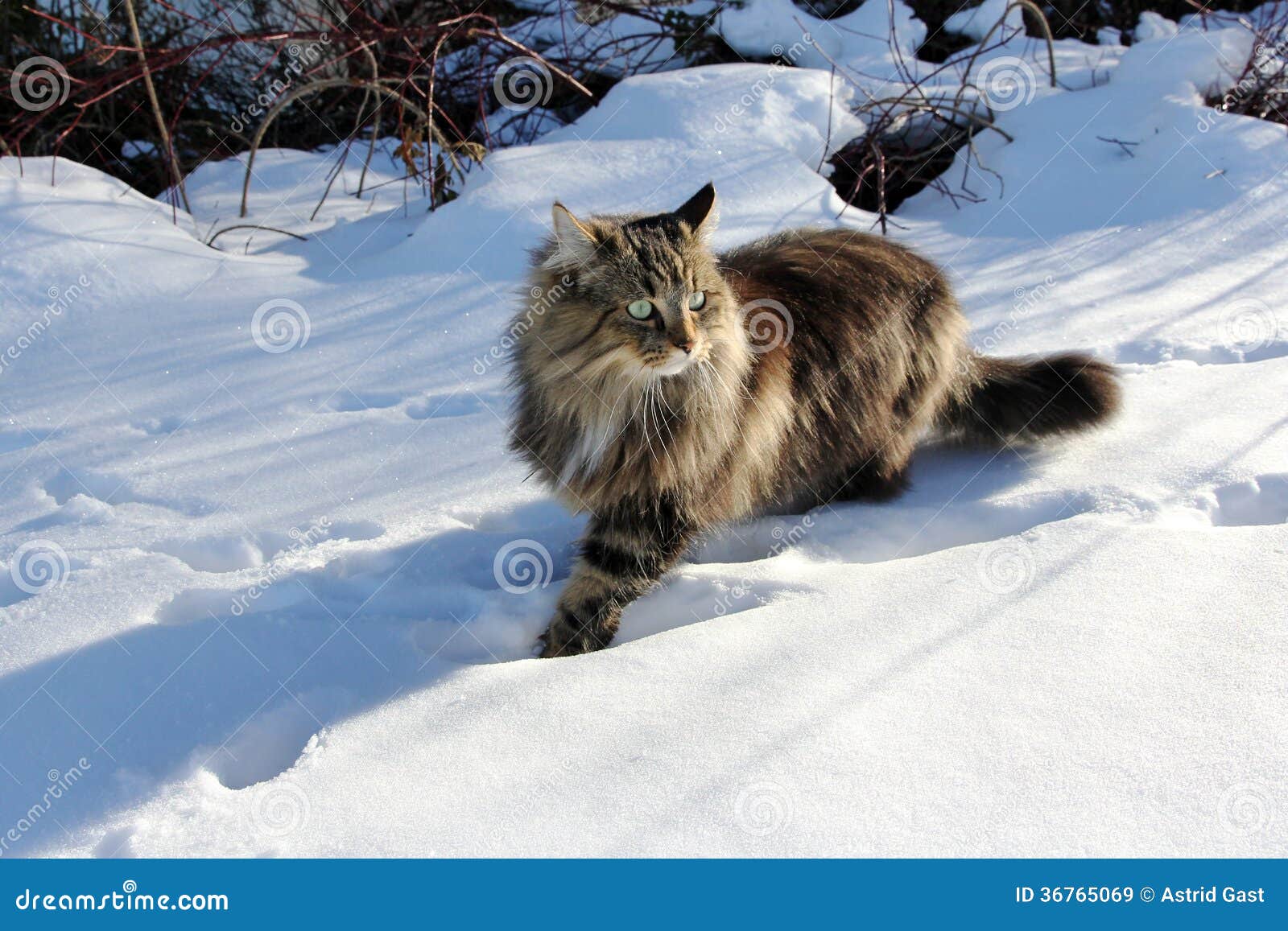 Noorse boskat stock afbeelding. Image of verwachting - 36765069