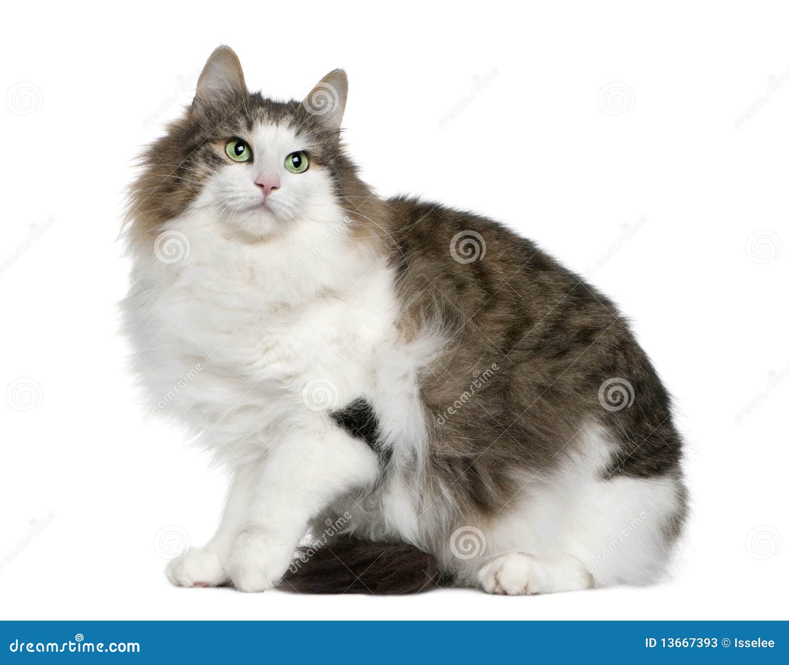 Noorse BosKat, 4 jaar oud stock afbeelding. Image of katachtig - 13667393