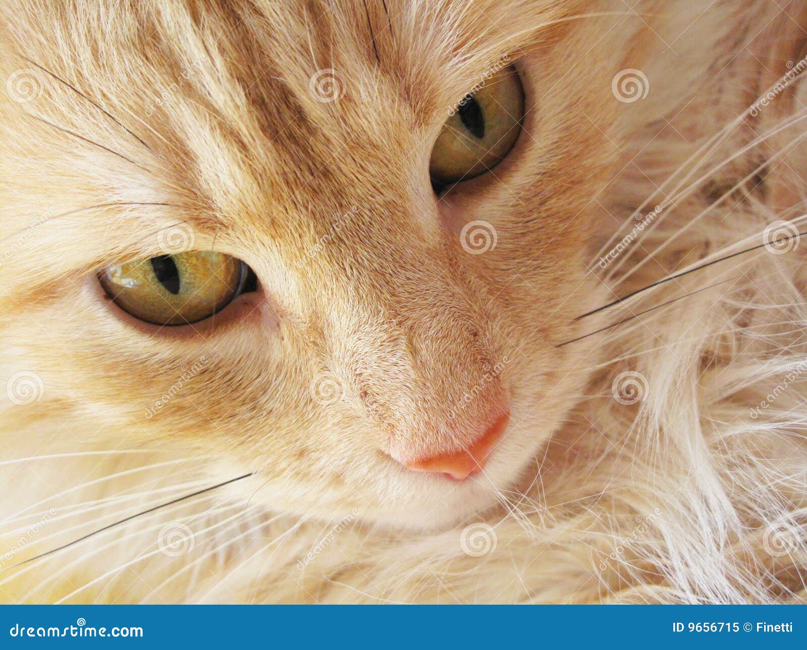 Noorse bosKat stock afbeelding. Image of dier, gezicht - 9656715