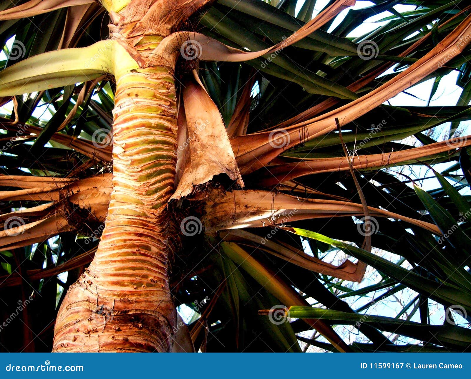 Noosa Palm Tree stock image. Image of leaf, noosa, palm - 11599167