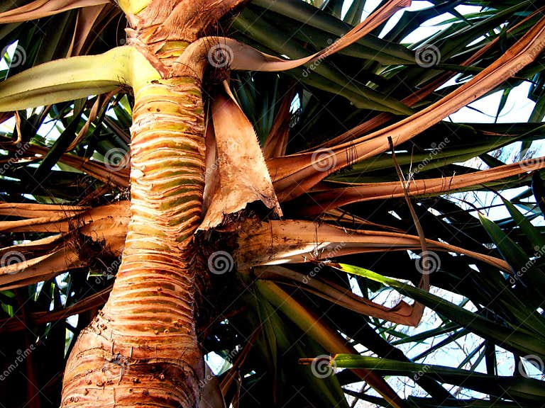 Noosa Palm Tree stock image. Image of leaf, noosa, palm - 11599167