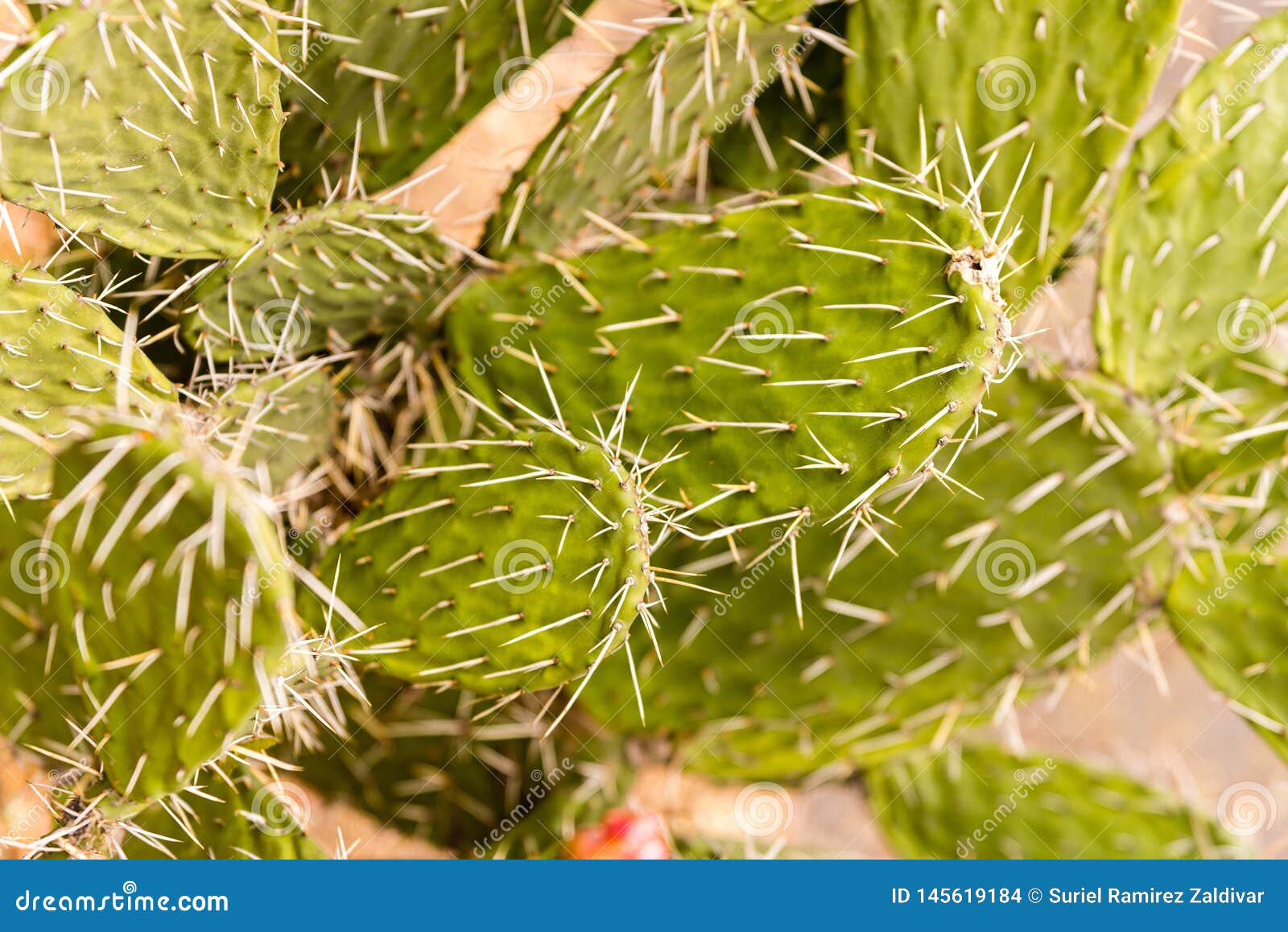 Nopal cactus close up stock photo. Image of desert, green - 145619184