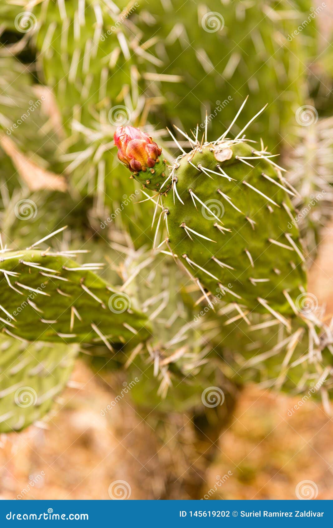 Nopal cactus close up stock photo. Image of organic - 145619202
