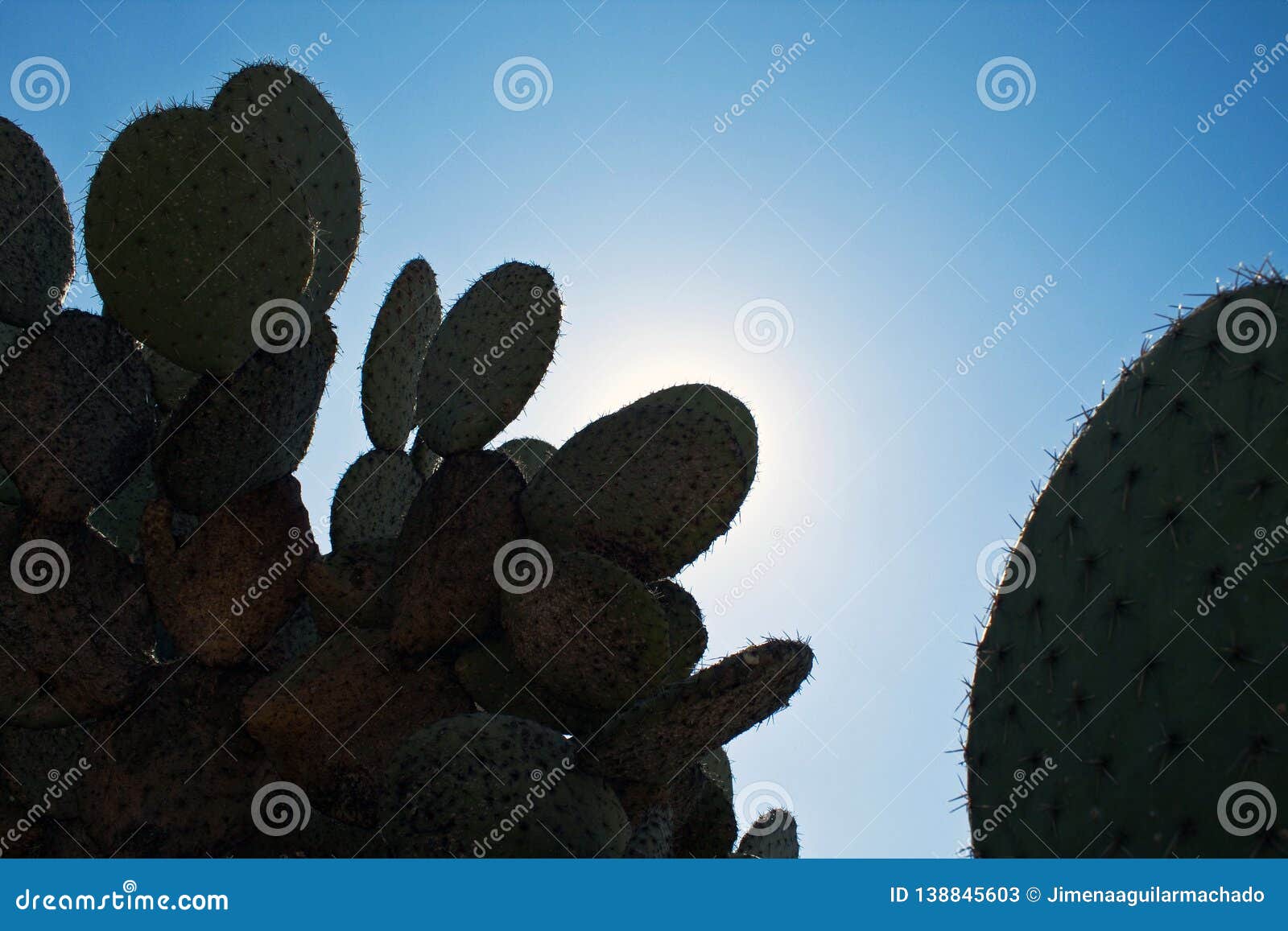 Nopal Cactus with Blue Skys in the Background Stock Image - Image of ...