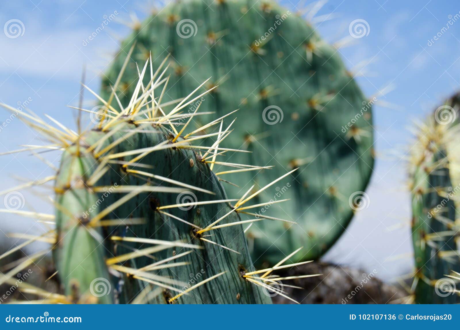 Nopal Cactus stock photo. Image of cactaceae, texture - 102107136
