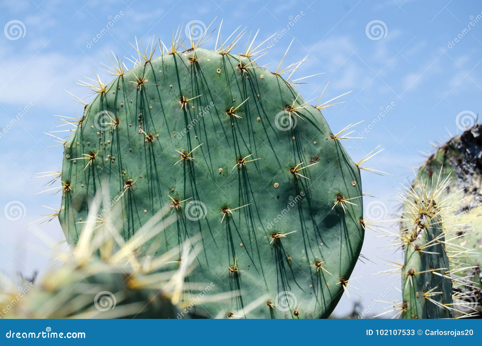 Nopal Cactus stock image. Image of close, healthy, spike - 102107533