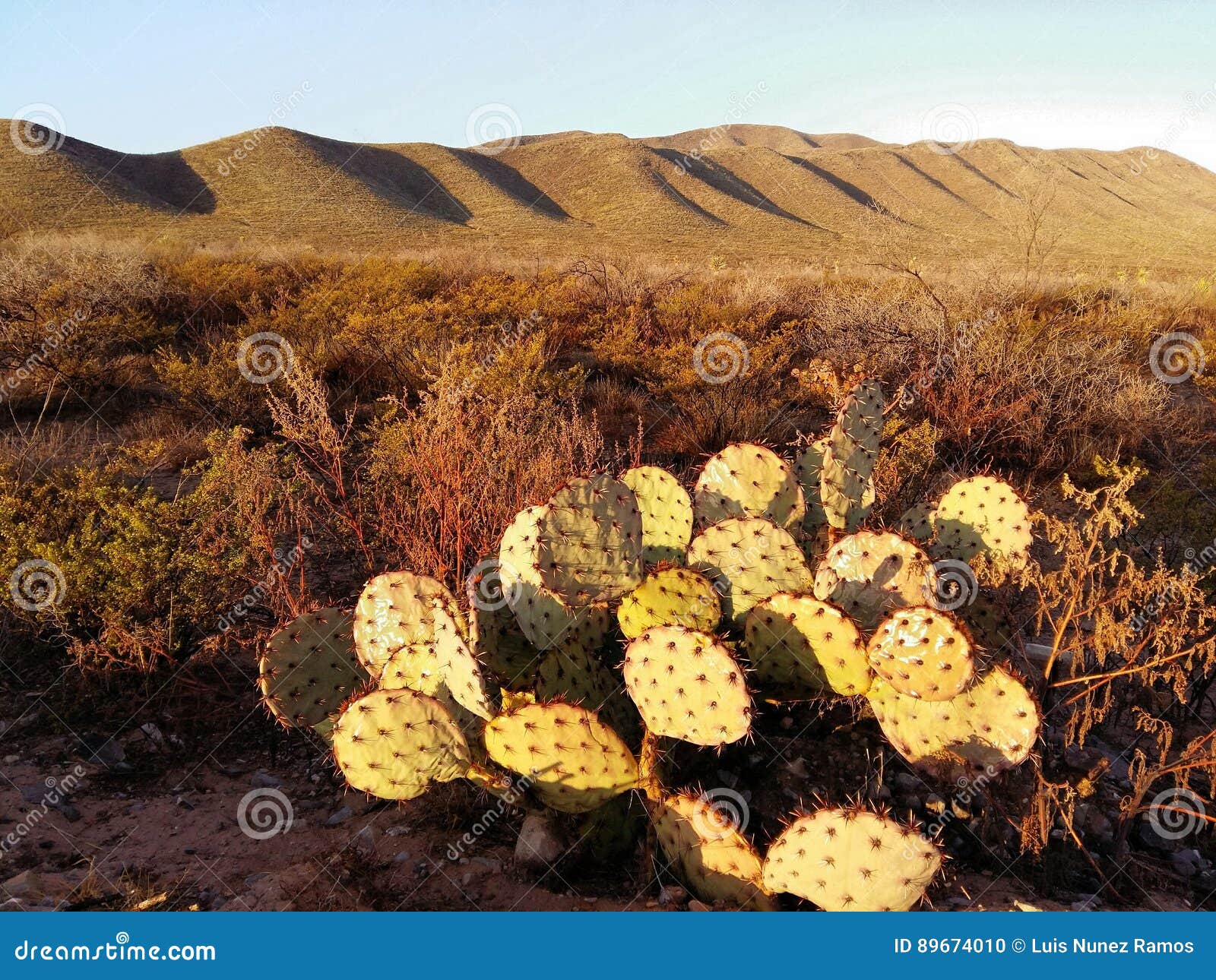 Nopal stock photo. Image of plant, horizon, sunrise, feature - 89674010