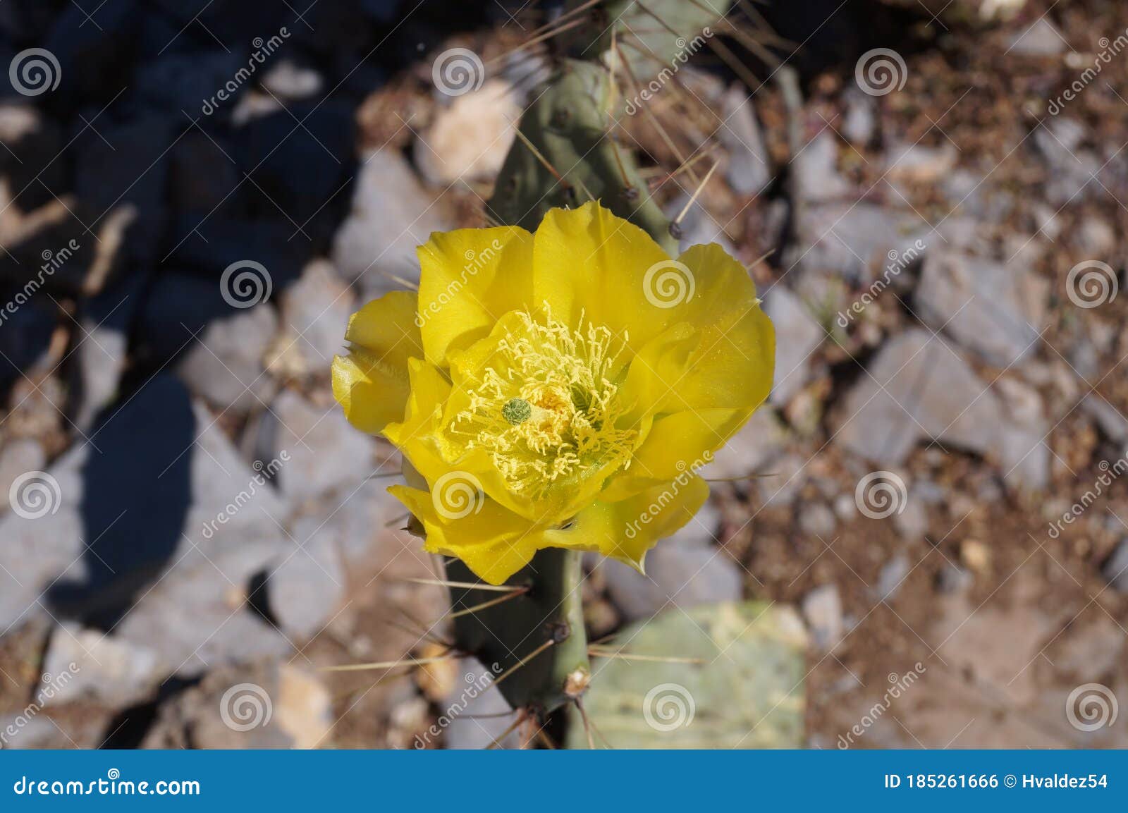 Yellow Nopal Flower at the Top of a Penca Stock Photo - Image of flower ...