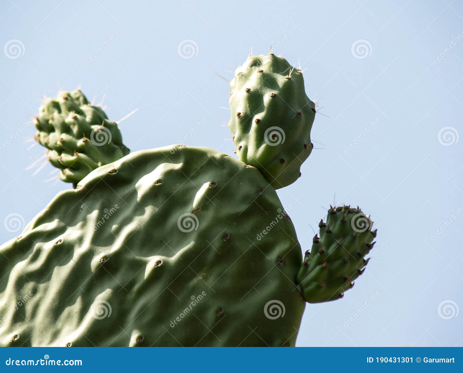 Nopal Leaf with Monster Aspect Stock Image - Image of cactus, tropical ...