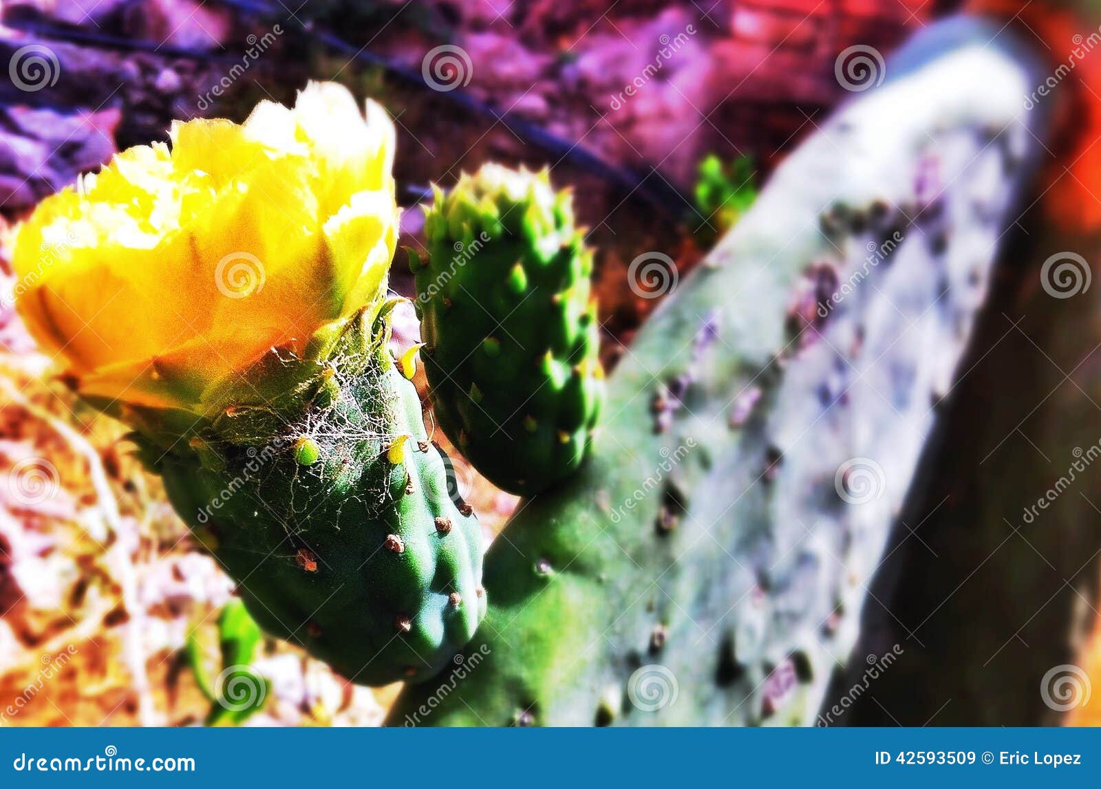Nopal stock image. Image of flower, colorful, nopal, mexico - 42593509
