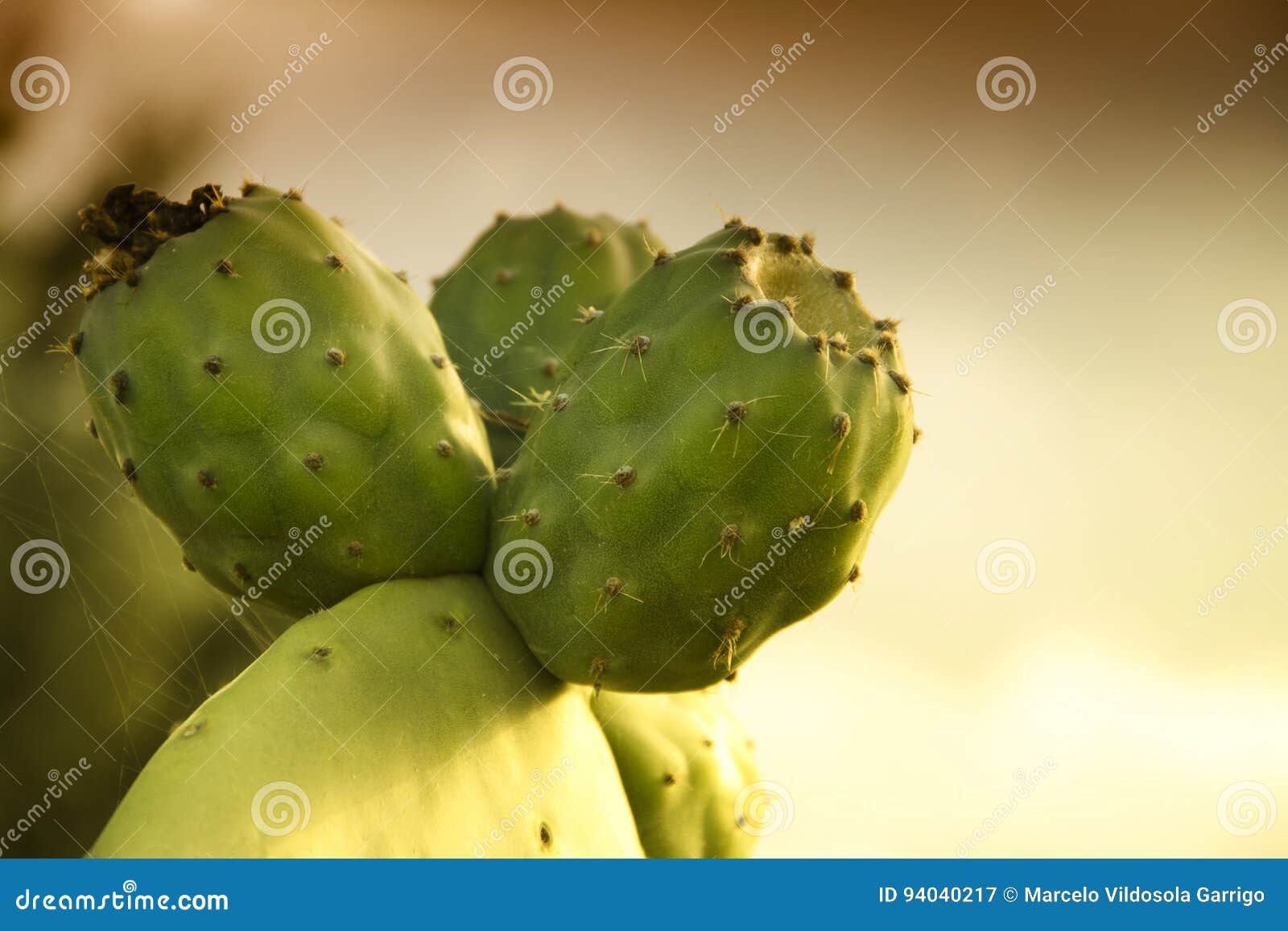 Nopal or Prickly Pear stock image. Image of fruit, nopal - 94040217