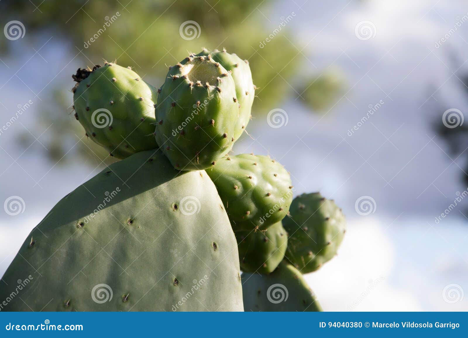 Nopal or Prickly Pear stock photo. Image of fruit, ripe - 94040380